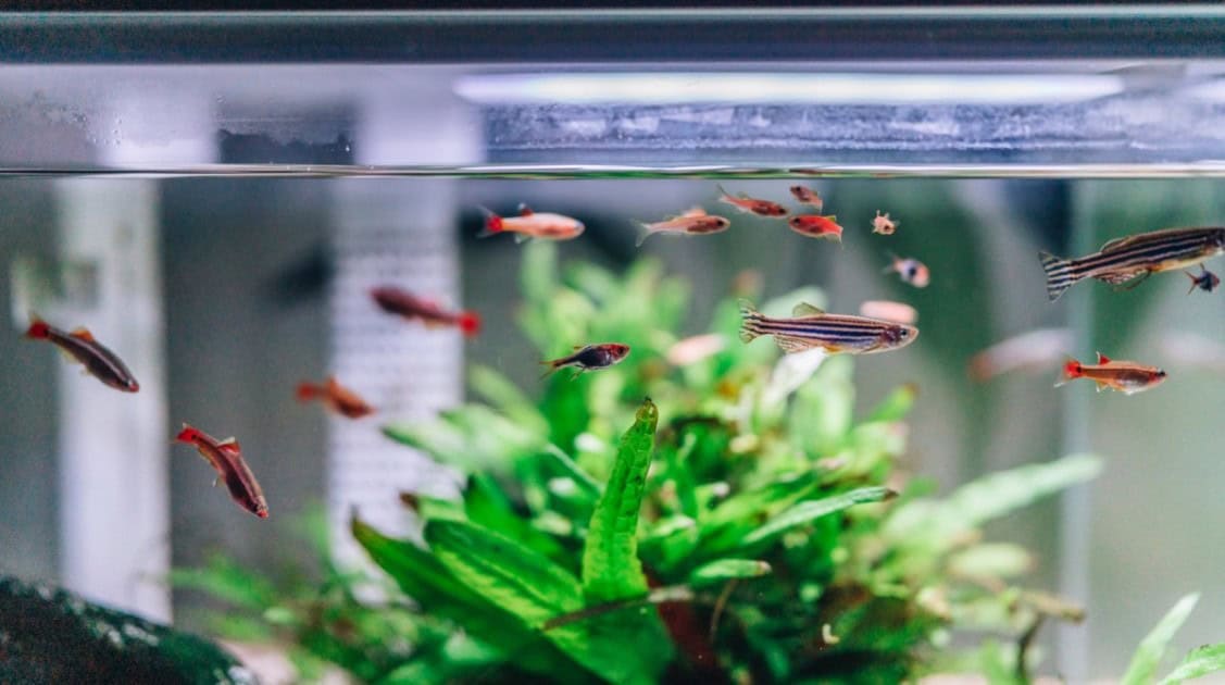 How to Create an Awesome In-Home Aquarium | Redfin