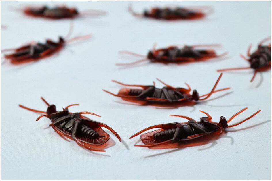 How to Get Rid of Roaches in Your Apartment or House | Redfin