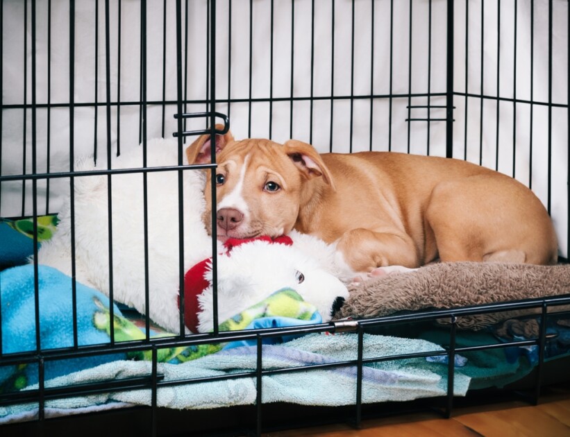 The Expert Guide to Fostering a Dog for the First Time - Redfin