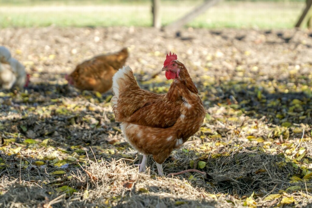 11 Benefits of Having Chickens That Might Surprise You | Redfin