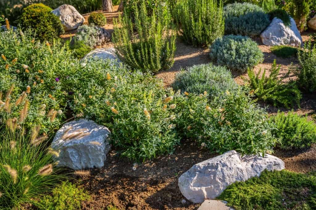 Build a Garden Without Disrupting Nature with Native Plants - Redfin
