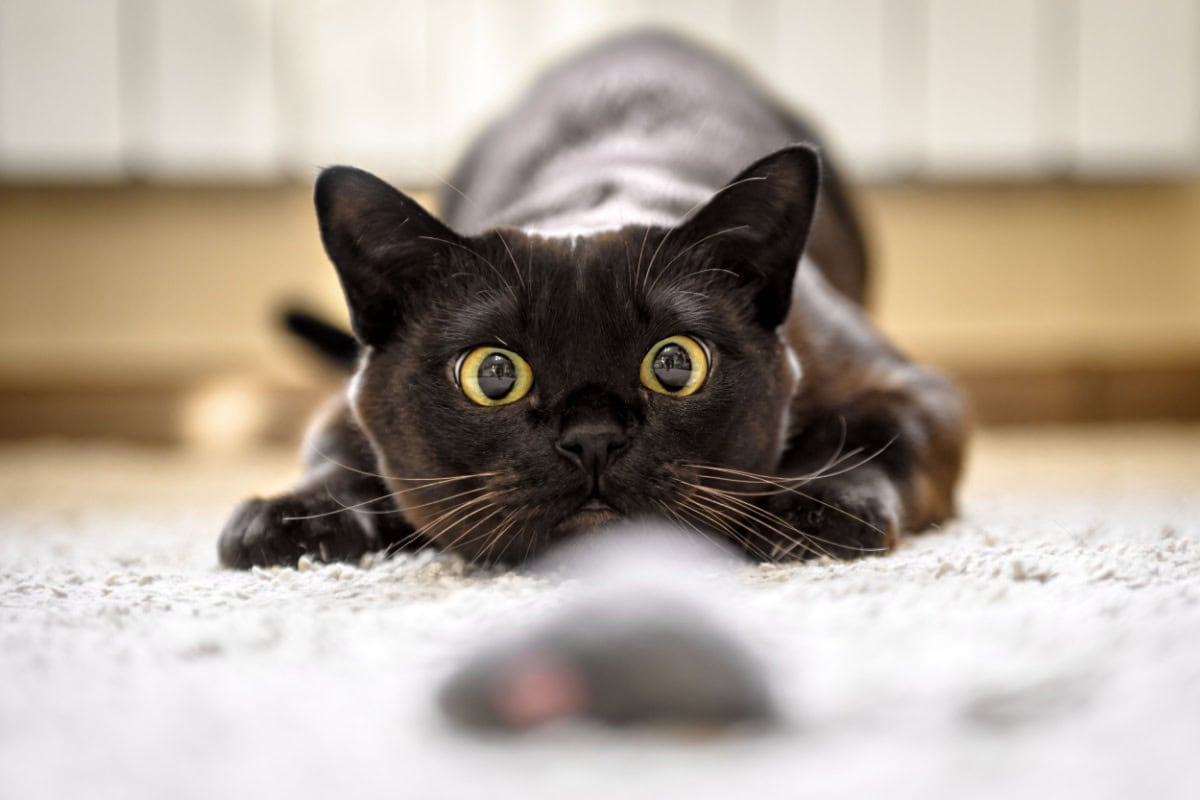 21 Tips On How to Make Your Cat Happy at Home | Redfin