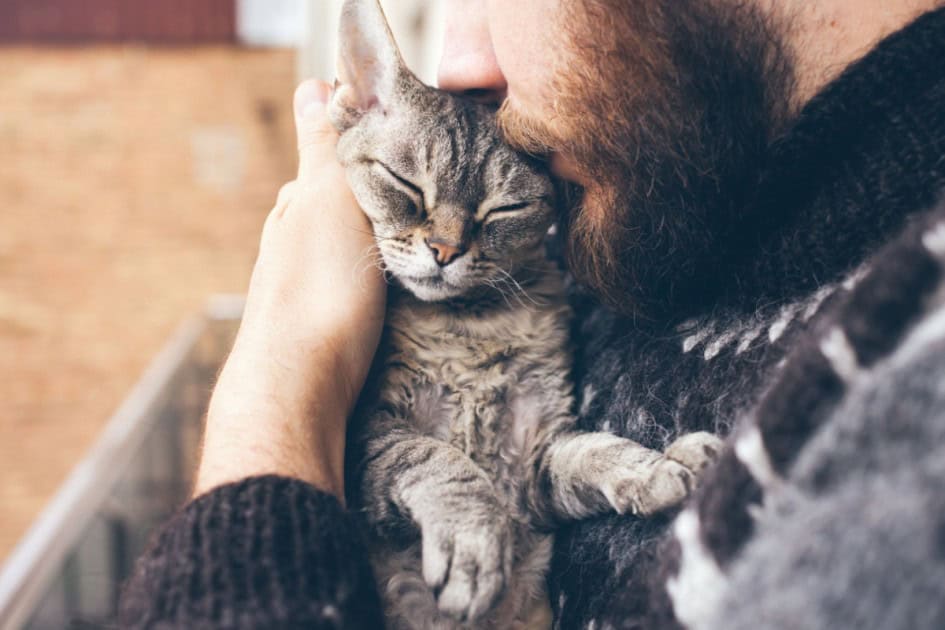 21 Tips On How to Make Your Cat Happy at Home | Redfin