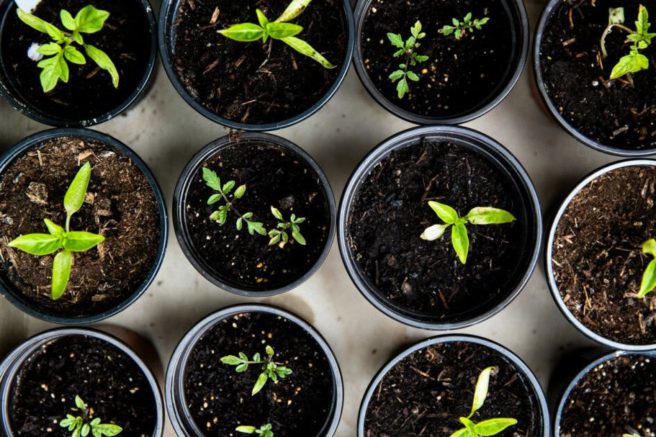 13 Budget Small Garden Ideas | Redfin
